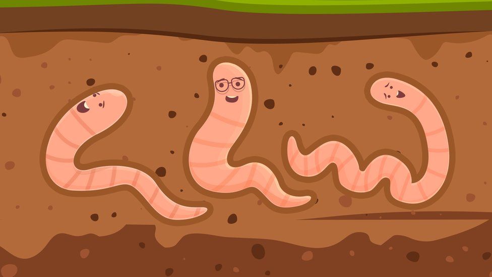 Soil sounds: Why scientists are listening to 'noisy' worms - BBC Newsround