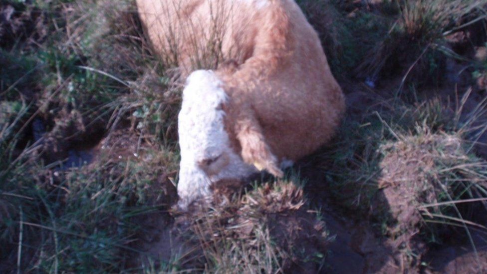 Glenavy farmer given suspended sentence for 'horrendous' animal cruelty ...
