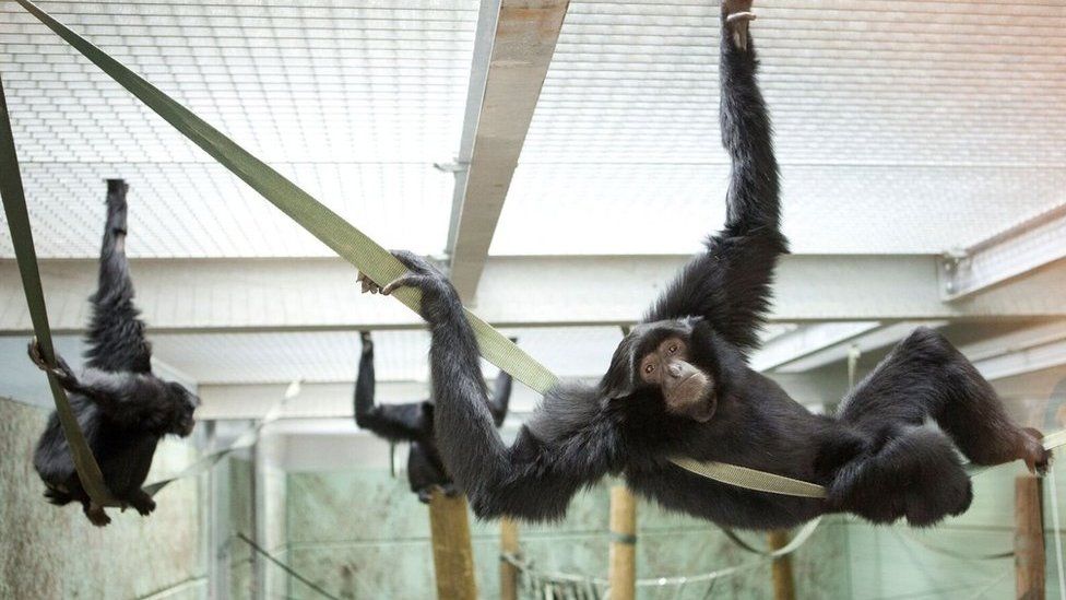 Endangered bonobo ape born at Twycross Zoo - BBC News
