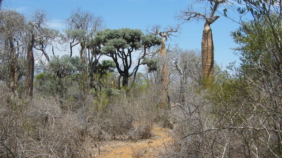 A third of world's tree species at risk of extinction - BBC Newsround