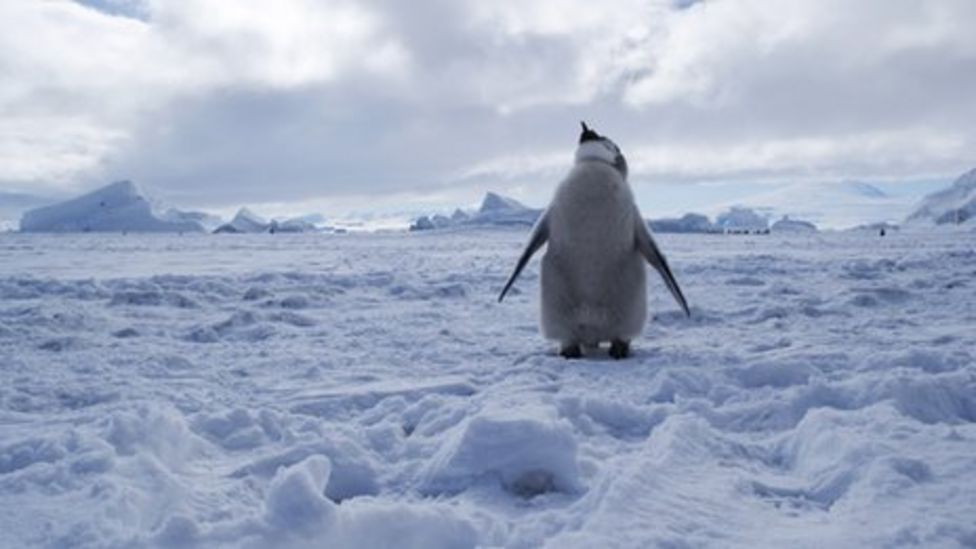 Penguins die in 'catastrophic' Antarctic breeding season - BBC News