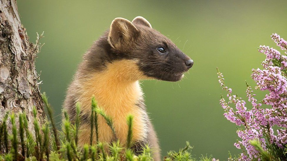 Pine marten spotted on Anglesey after 30 years - BBC News