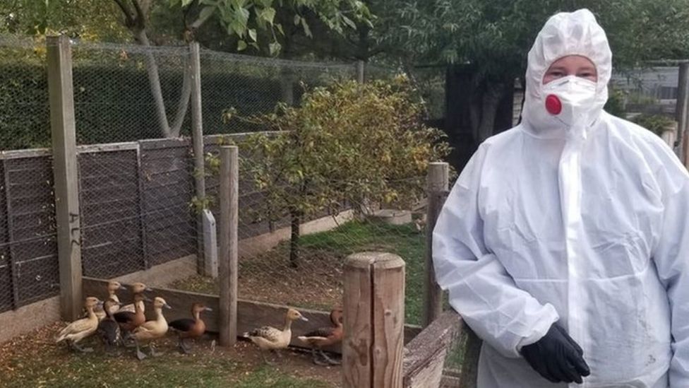Bird flu: Rare birds spared from cull in Essex - BBC News