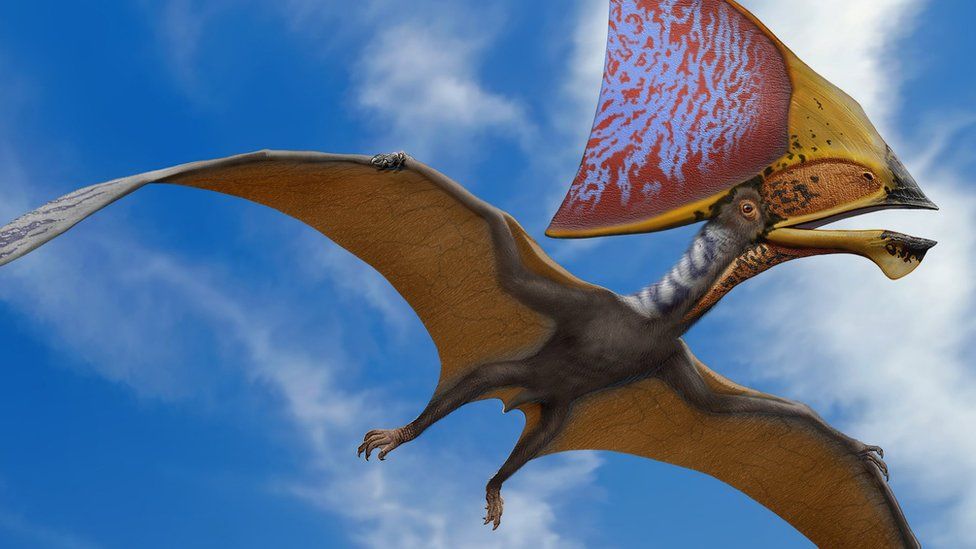 Pterosaurs had feathers that could change colour say experts - BBC ...