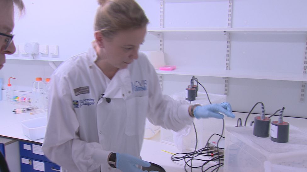 Why a Scottish lab is breeding mosquitoes - BBC News