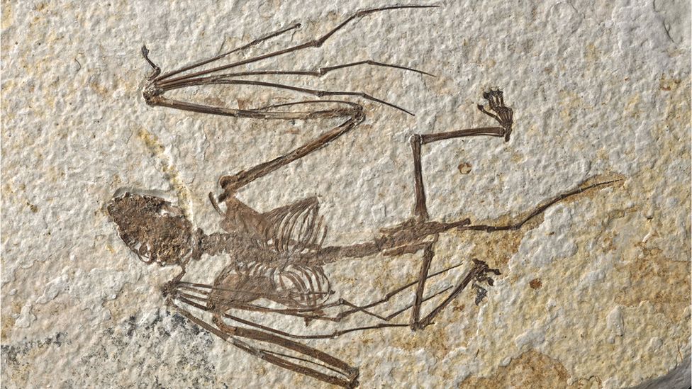 Ancient bones shine light on new bat species - BBC Newsround