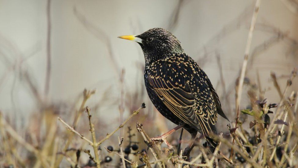 10 aderyn mwya' cyffredin yr ardd 2023 - BBC Cymru Fyw