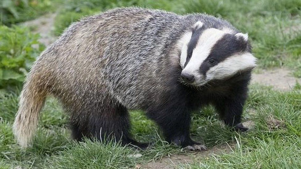 Badger stops plane from landing at Newquay Airport - BBC News