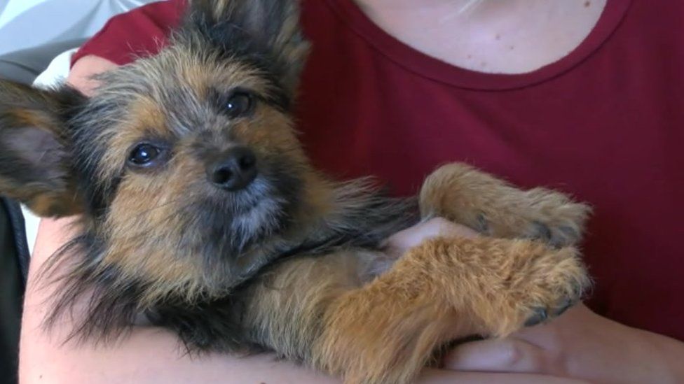 Abuse of Chunky the Chihuahua sparks plea to ministers - BBC News