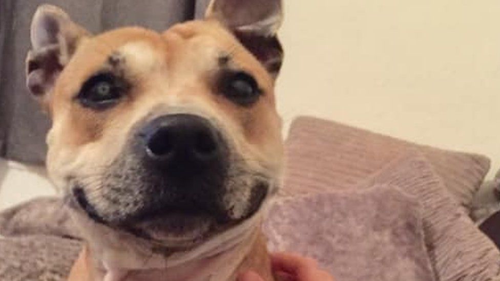 Missing Lincoln car crash dog found after social media appeal - BBC News