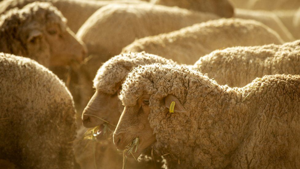 Rustlers steal 100 sheep from East Tuddenham field - BBC News