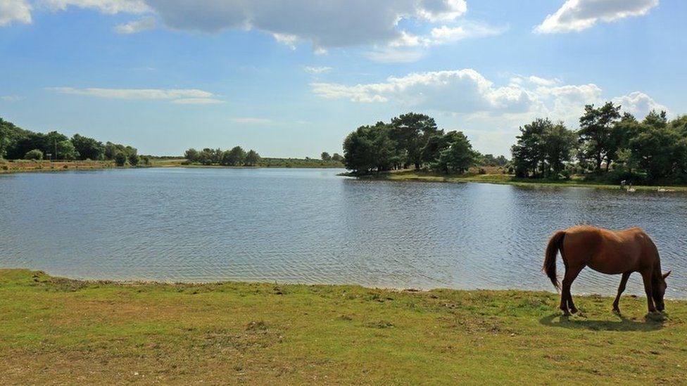 New Forest's Hatchet Pond reopens after restoration work - BBC News