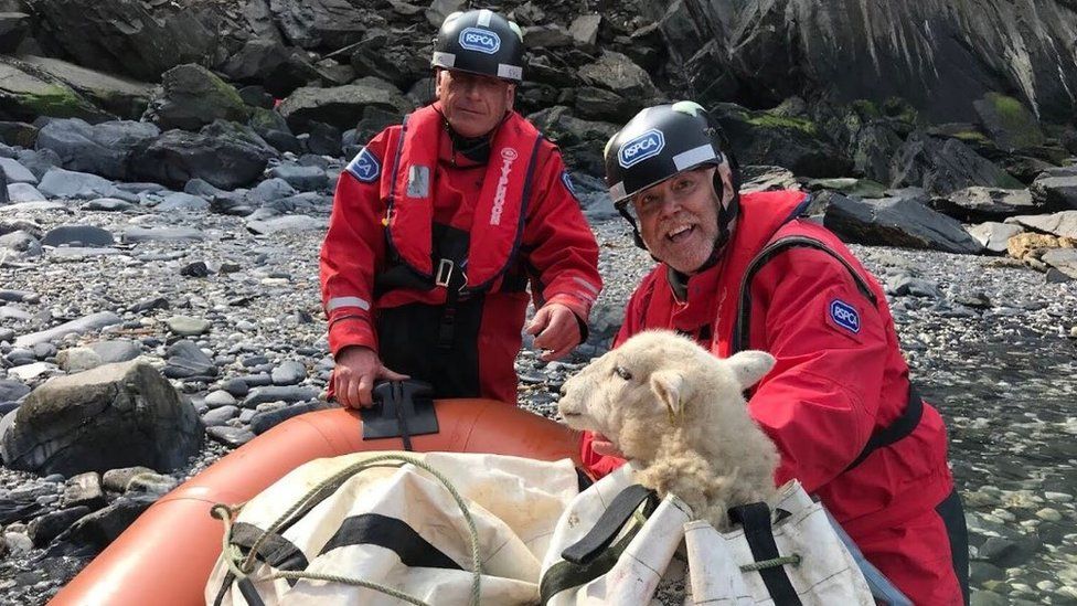 Mathry stranded sheep cliff rescue on hold because of wind - BBC News
