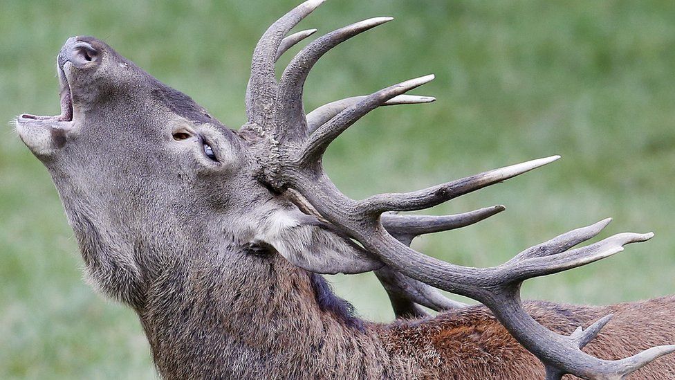 Newspaper review: Snap elections and Michael Buble - BBC News