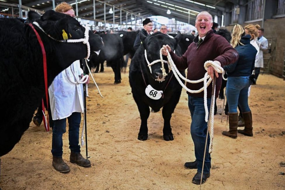 In pictures: Stirling Bull Sales - BBC News