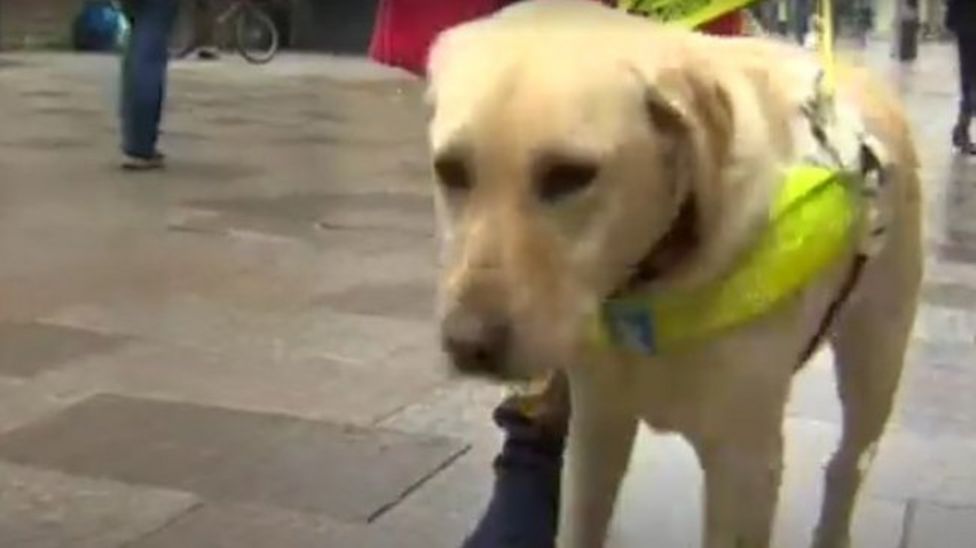 Birmingham taxi driver loses licence after guide dog refusal - BBC News