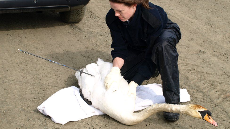Swan shot with arrow in Fife released after making full recovery - BBC News