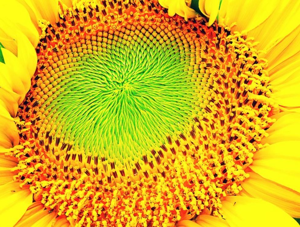 Your pictures: Bright colours - BBC News