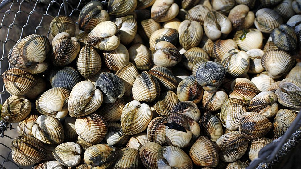 Survey work assesses Solway cockle stocks - BBC News
