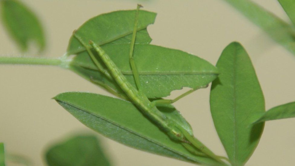 Rare stick insects hatch at Bristol Zoo - BBC News