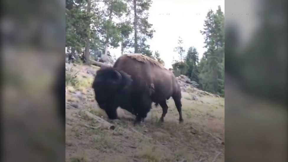 Man gored by bison sees date undergo same fate months later - BBC News