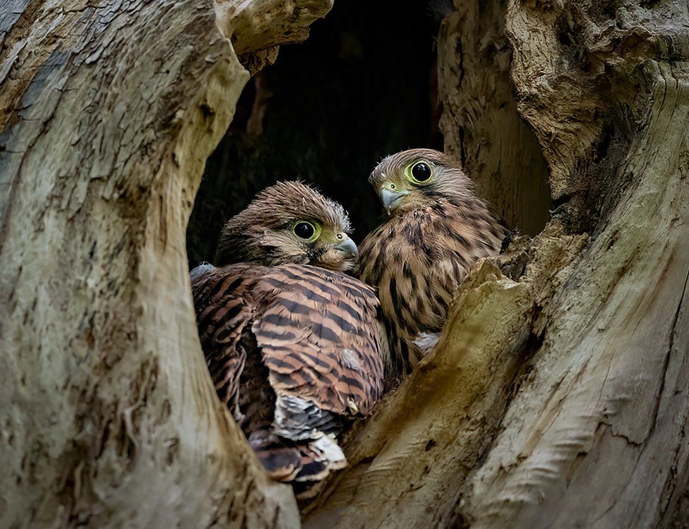 Photo of baby owl and its father wins South Downs competition - BBC News
