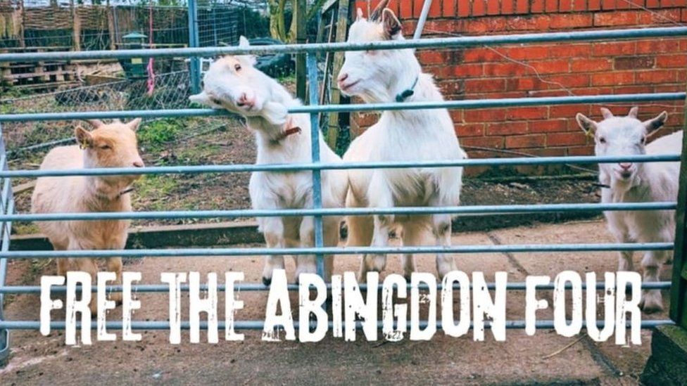 Goats not allowed to stay on Abingdon Lock - Environment Agency - BBC News