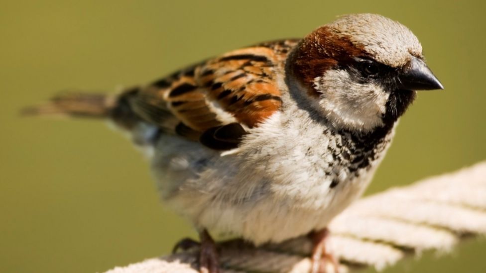 The Big Garden Birdwatch 2023: Which birds made the top ten? - BBC ...