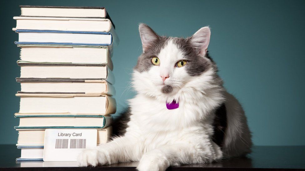 US libraries accept pictures of cats for book fees - BBC Newsround