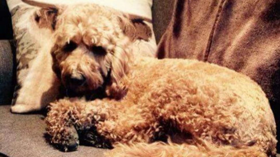 Torpoint fatal crash: Cockapoo dog remains missing - BBC News