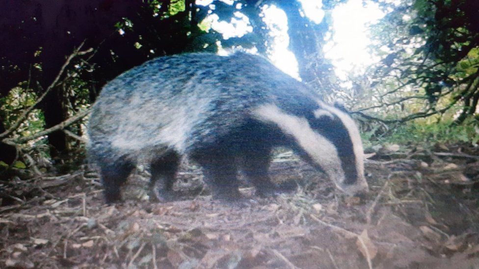 The volunteers fighting to conserve NI's wildlife - BBC News