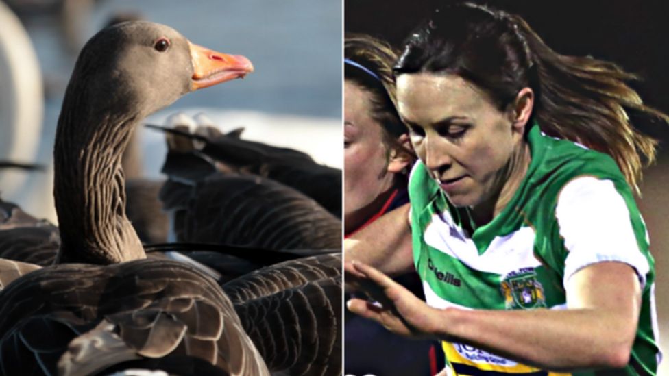 Stacey Pearson: Yeovil Town midfielder retires to be a referee - BBC Sport