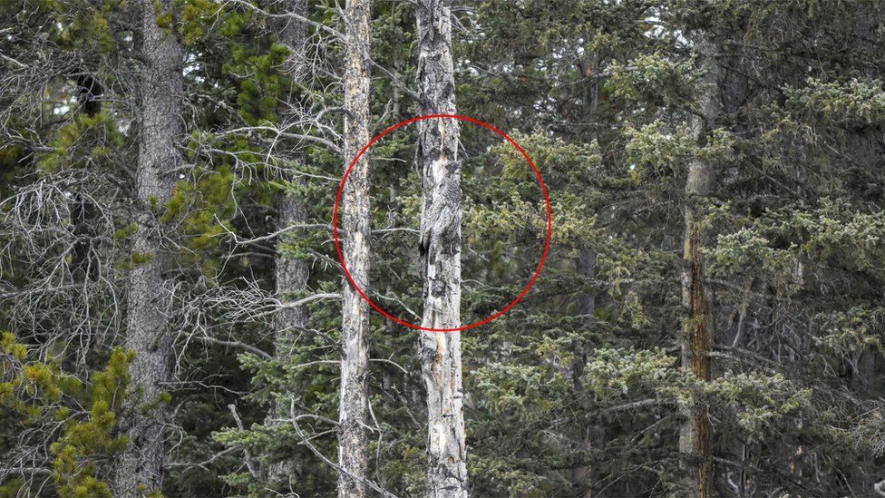Can you see the owl in this photo? Not many can! - BBC Newsround