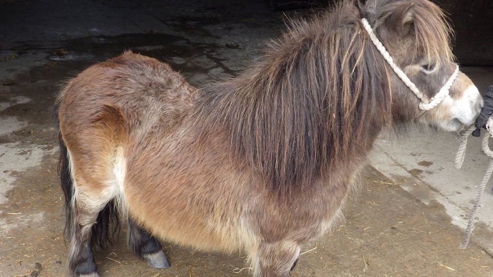 Shetland pony with overgrown hooves among two rescued in Dorset - BBC News