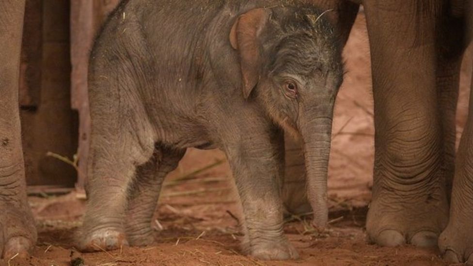 CCTV captures rare Chester Zoo elephant birth - BBC News