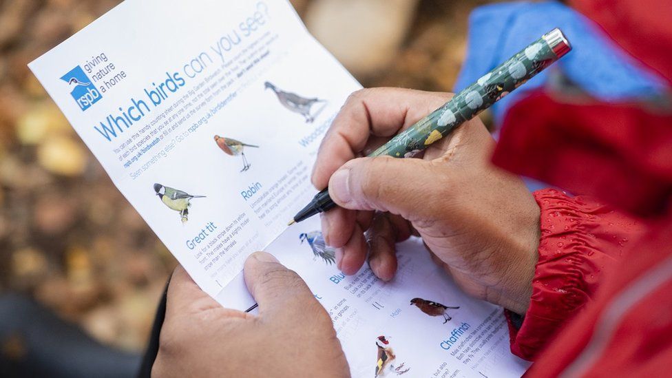 Big Garden Birdwatch 2024: How can you take part? - BBC Newsround