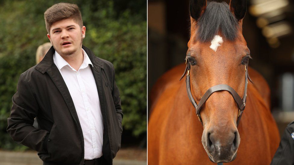 Fan who punched horse after World Cup defeat sentenced - BBC News