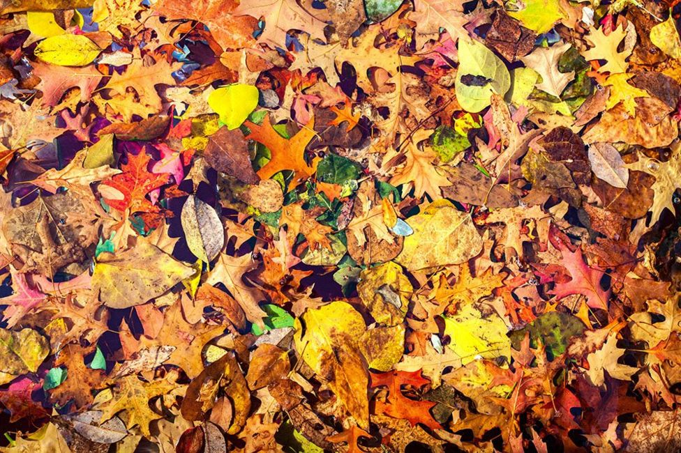 Your pictures on the theme of autumn colours - BBC News