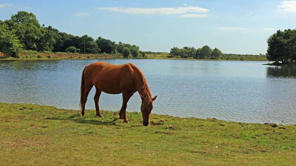 New Forest's Hatchet Pond reopens after restoration work - BBC News