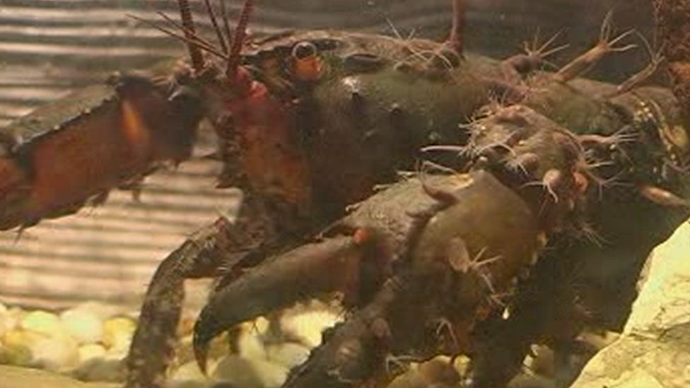 First captive-bred white claw-crayfish spawn in Wales - BBC News