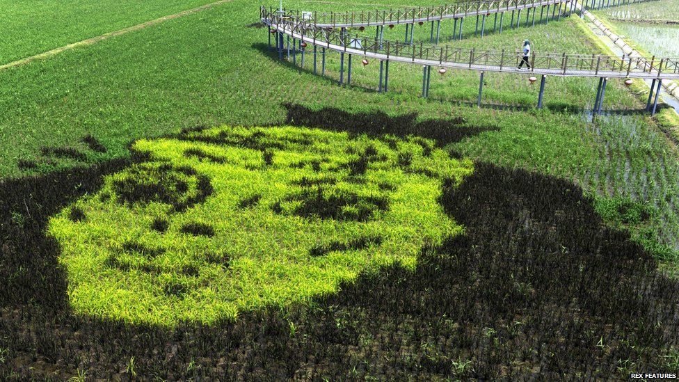 In pictures: 3D art in China's rice paddy fields - BBC News