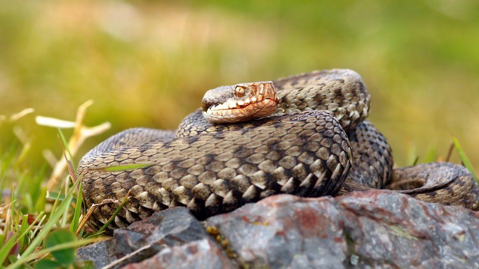 Bid to return 'extinct' adders to Nottinghamshire - BBC News