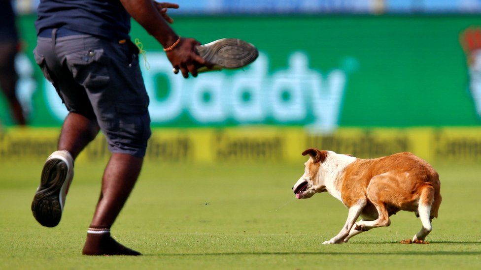 The dog that stopped play, the burden of a famous name and the ...