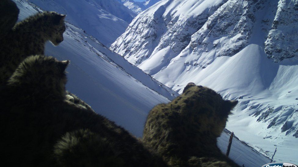 Rare animals have been caught all over the world on special hidden ...