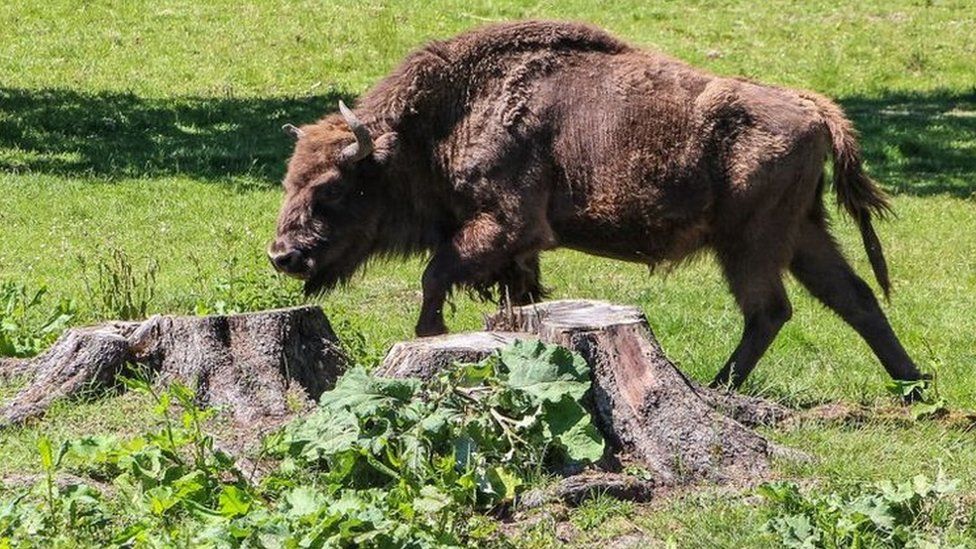 Wild bison released into UK woodland - BBC Newsround