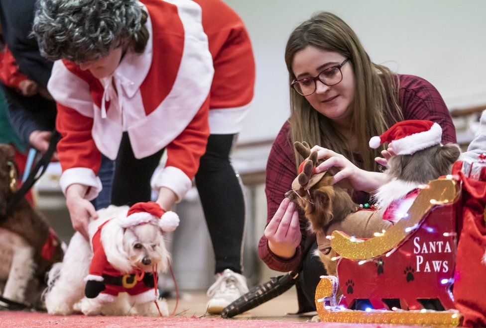 Dogs parade in Scrooge-themed pooch pageant in Leeds - BBC News