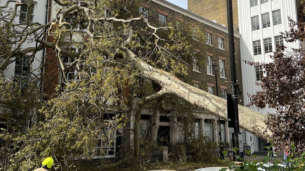 Roads shut as huge tree falls on building in Soho Square - BBC News