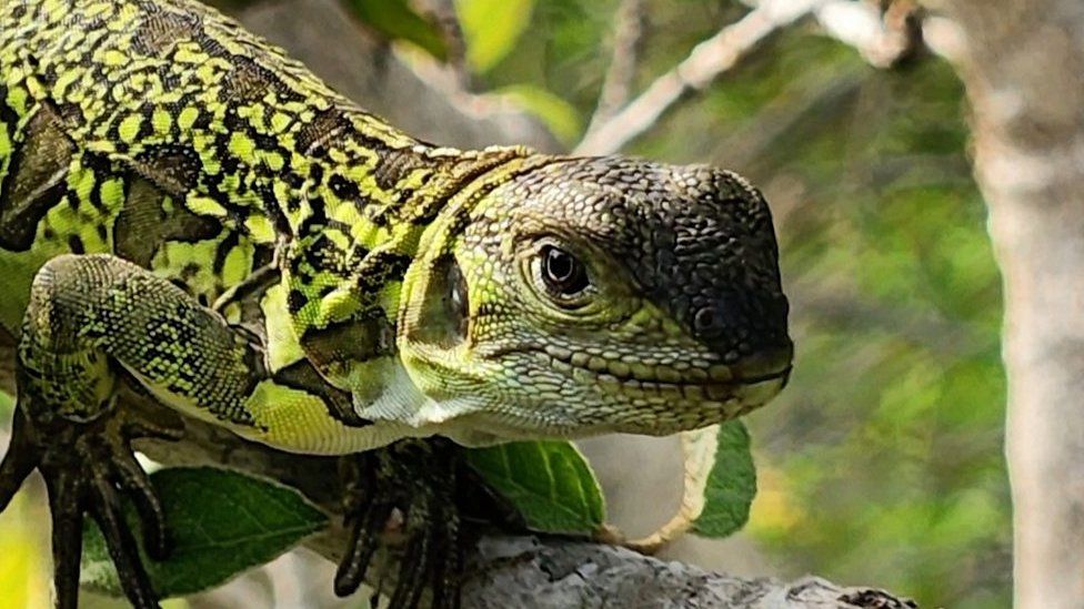 Galapagos Islands: Critically endangered baby pink iguanas spotted for ...