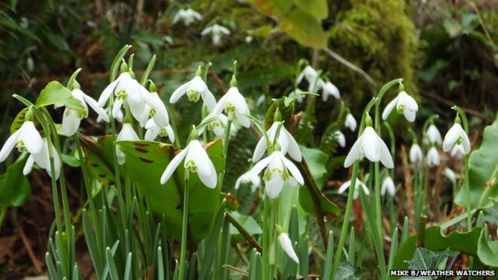 Sweet snowdrops - BBC Weather