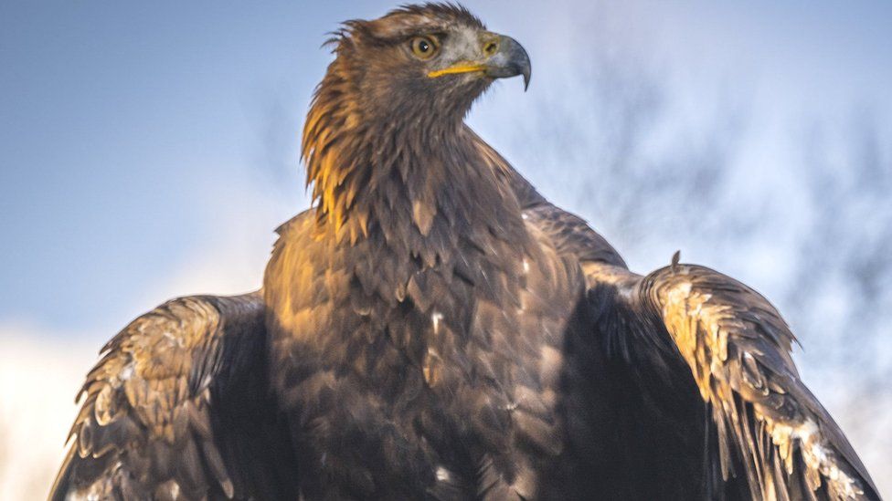 Golden eagle project swoops for national honour - BBC News